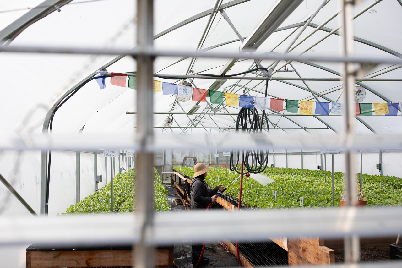 Floret Originals: An Update on our Breeding Program - Floret Flowers