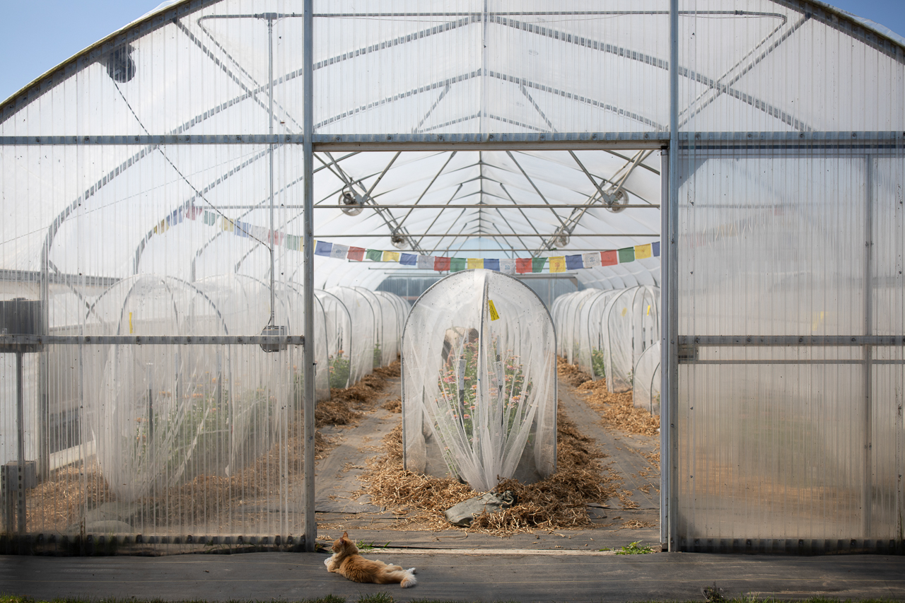 Floret Originals: An Update on our Breeding Program - Floret Flowers
