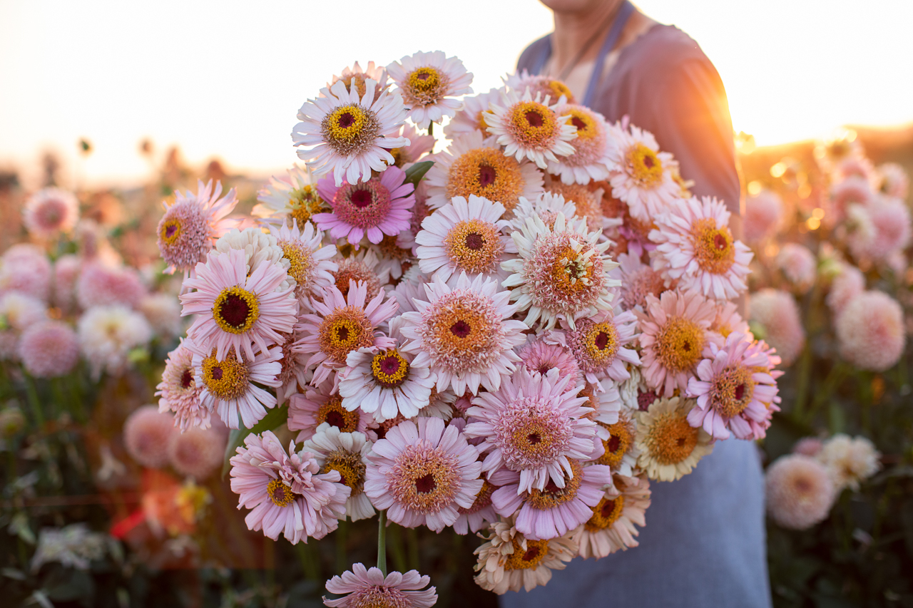 Floret Originals: An Update on our Breeding Program - Floret Flowers