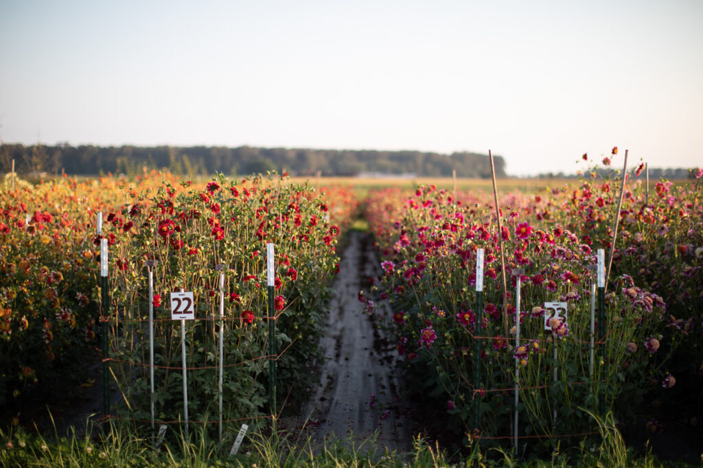 Floret Originals: An Update on our Breeding Program - Floret Flowers