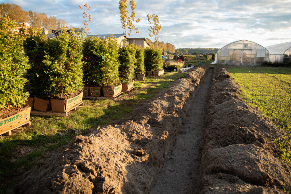 Plantación de setos y setos para atraer fauna – Mis Plantas