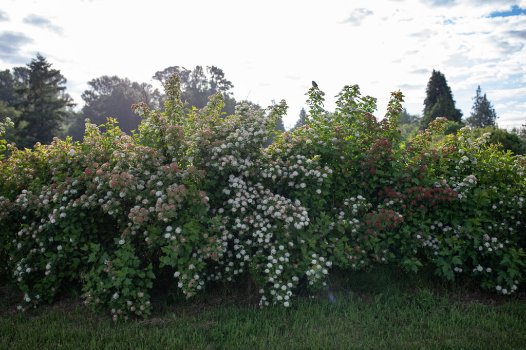 Plantación de setos y setos para atraer fauna – Mis Plantas