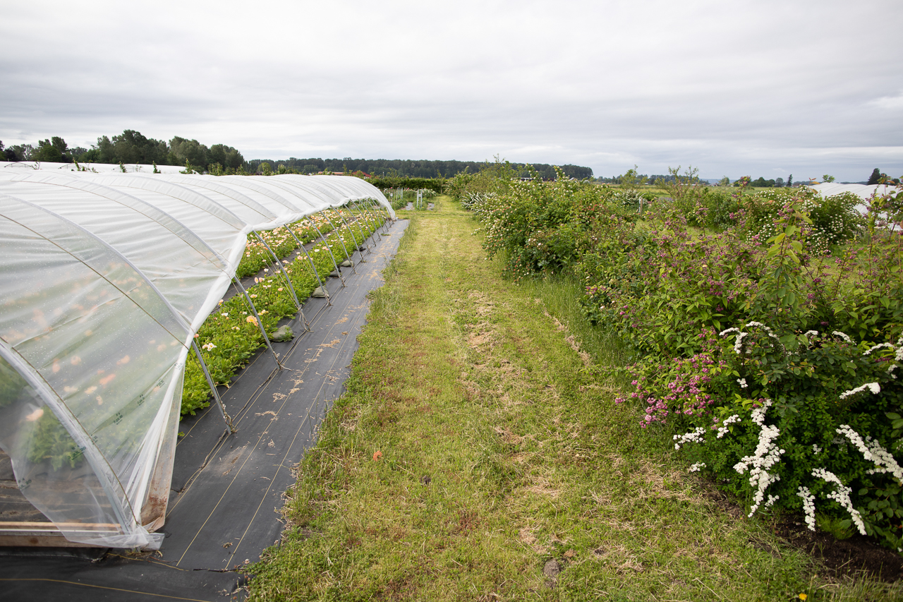 Planting Hedges & Hedgerows to Invite Wildlife - Floret Flowers
