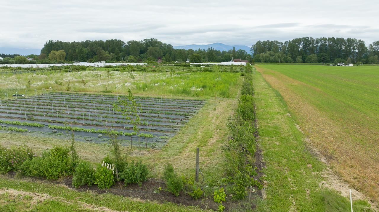 Planting Hedges & Hedgerows to Invite Wildlife - Floret Flowers