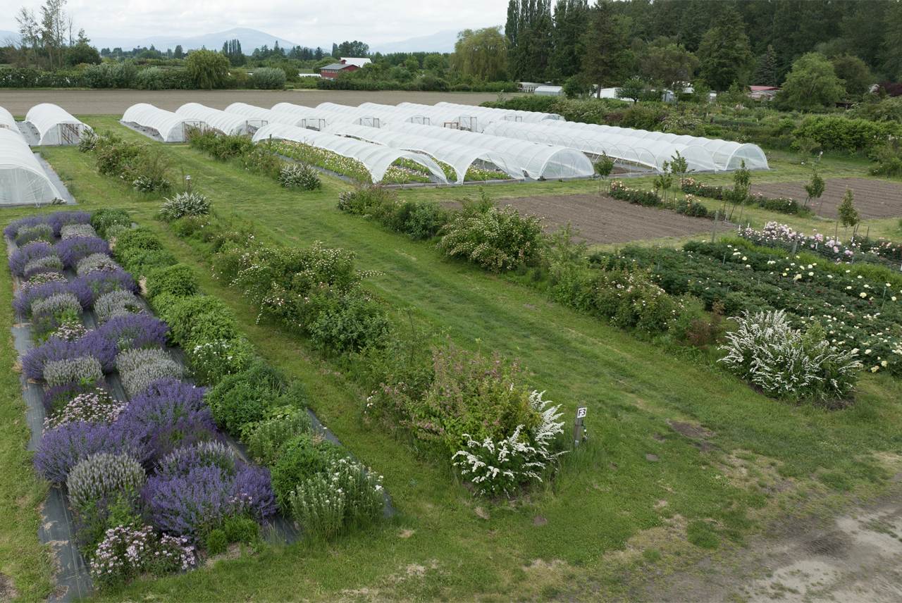 Planting Hedges & Hedgerows to Invite Wildlife - Floret Flowers