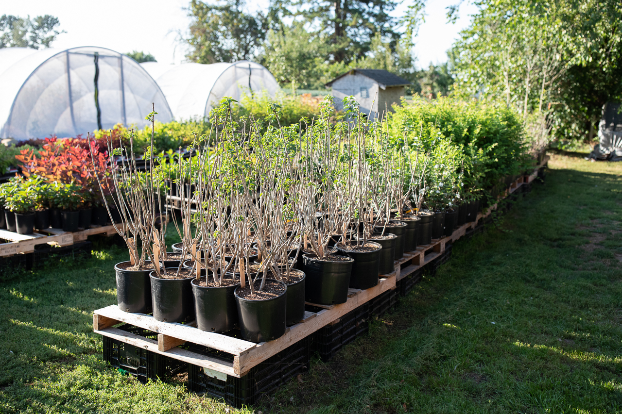 The Making of a Place: Designing the New Farm - Floret Flowers