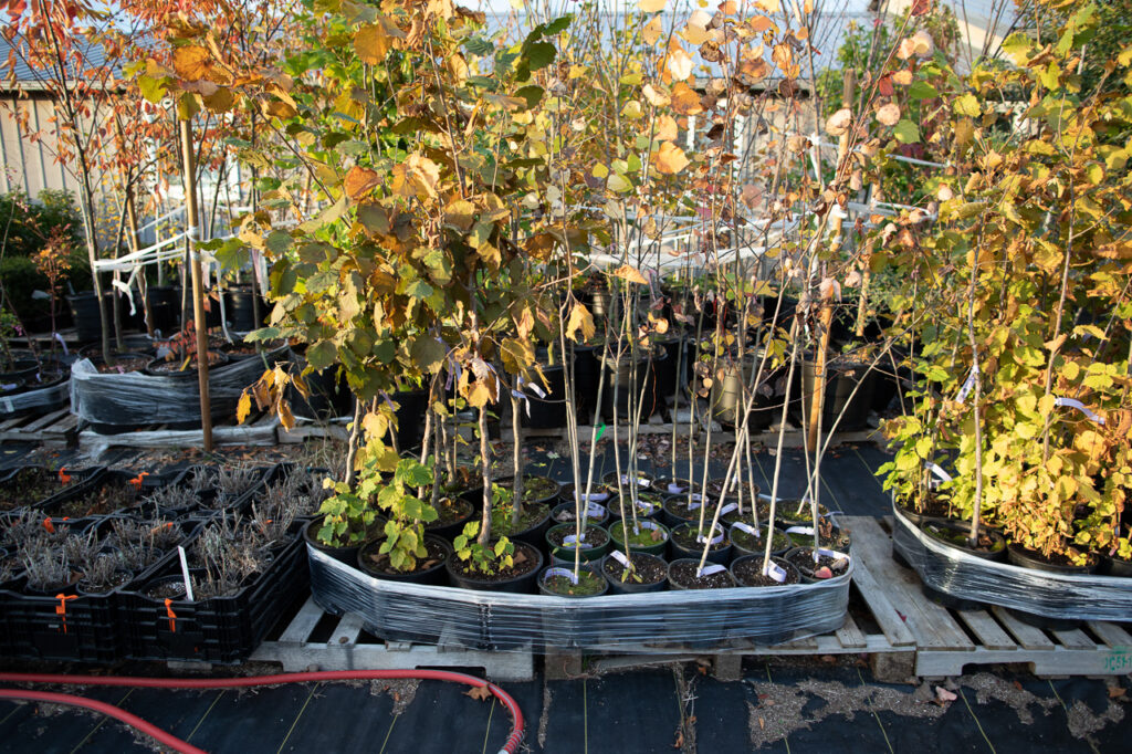 The Making of a Place: Designing the New Farm - Floret Flowers