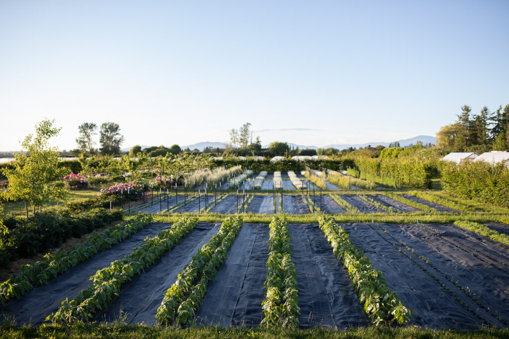 The Making of a Place: Designing the New Farm - Floret Flowers