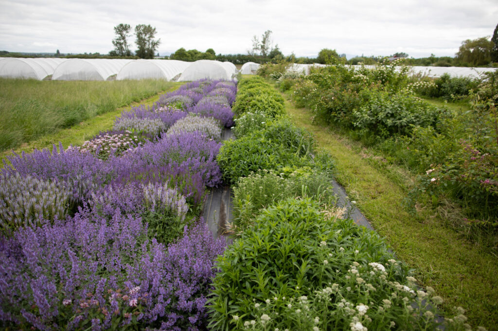 Attracting Pollinators into the Garden - Floret Flowers