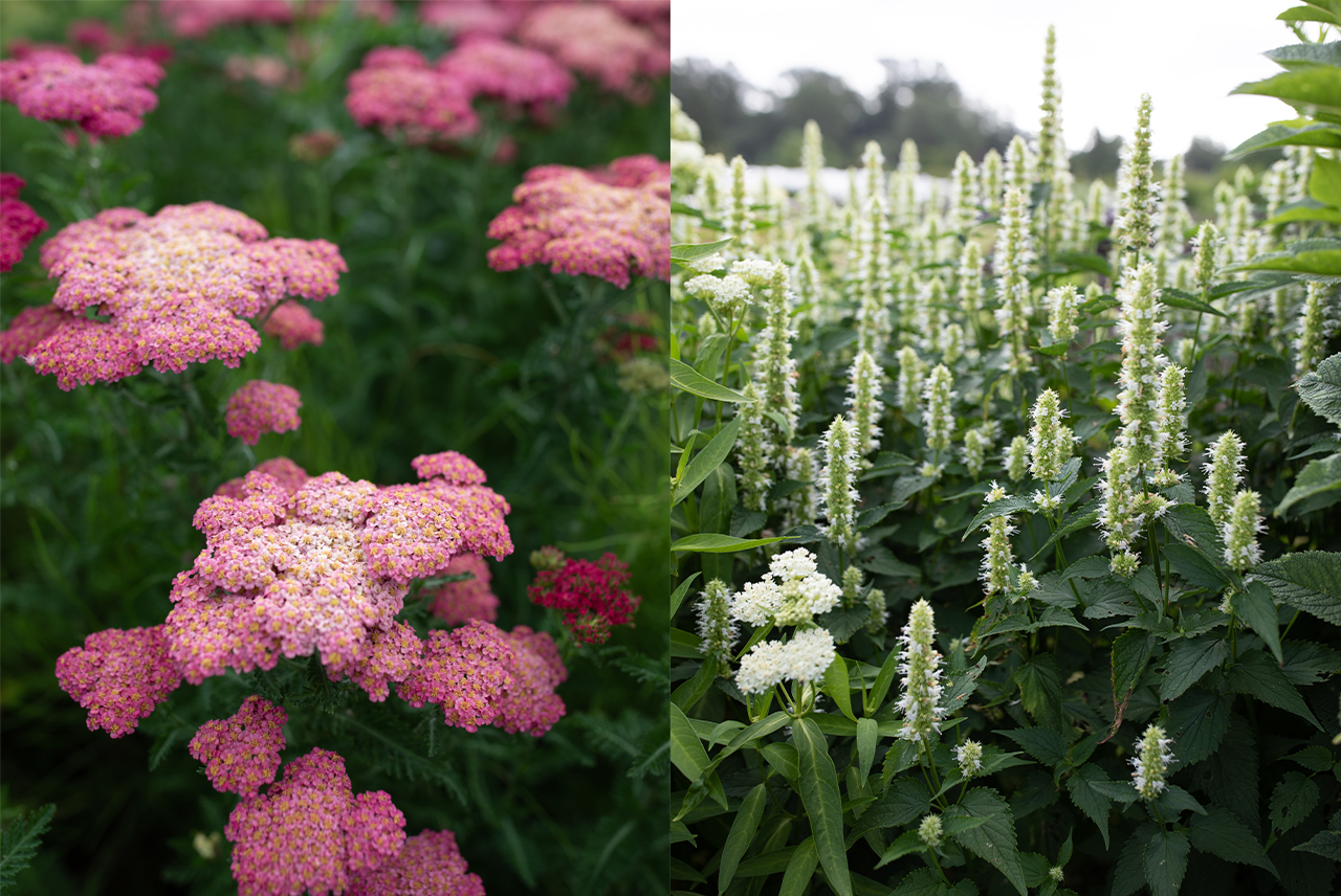 Attracting Pollinators into the Garden - Floret Flowers