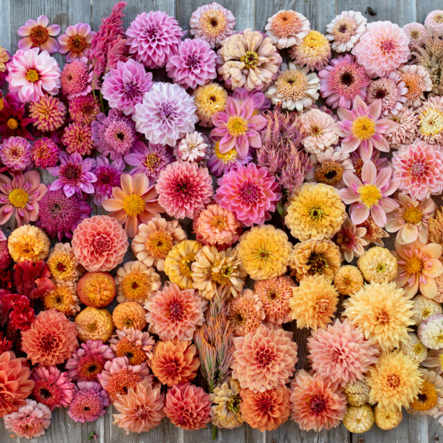 Floret Flowers - We are a small family farm in Washington's Skagit Valley