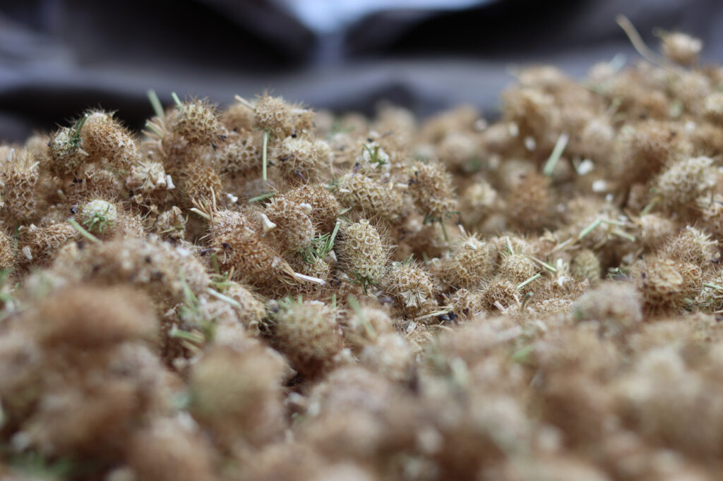 The {Farmer} & The Florist Interview: Grand Prismatic Seed - Floret Flowers