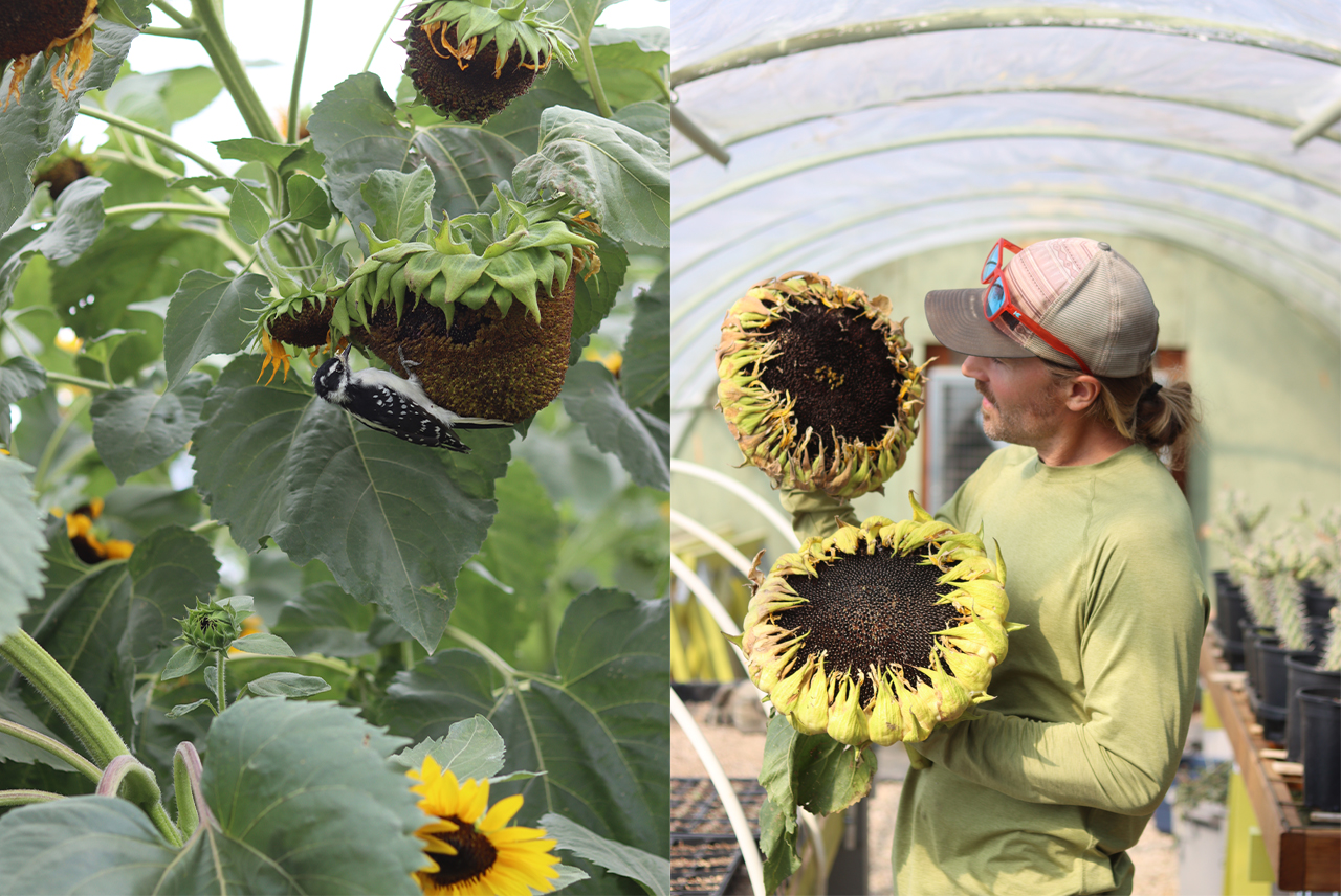The {Farmer} & The Florist Interview: Grand Prismatic Seed - Floret Flowers