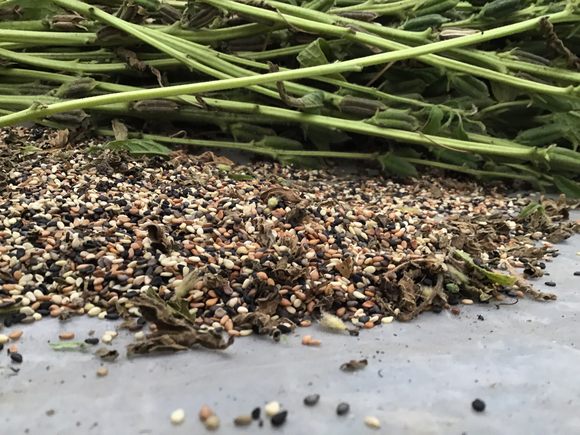 The {Farmer} & The Florist Interview: Peace Seedlings - Floret Flowers
