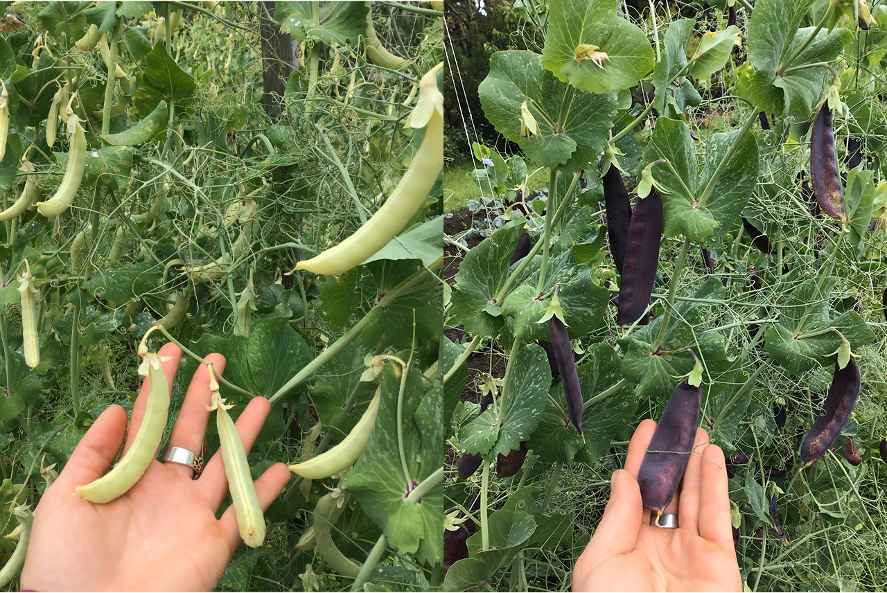 The {Farmer} & The Florist Interview: Peace Seedlings - Floret Flowers