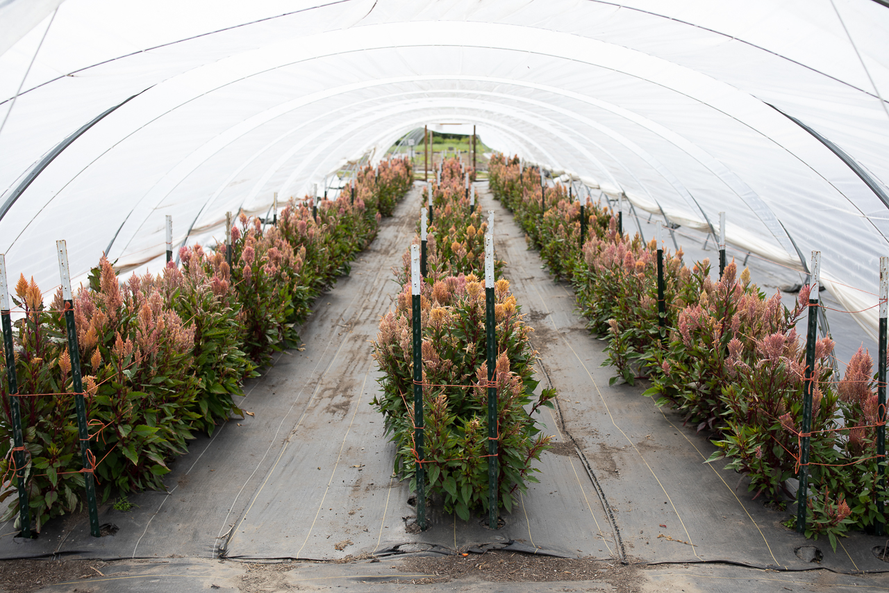 How to Grow Celosia - Floret Flowers