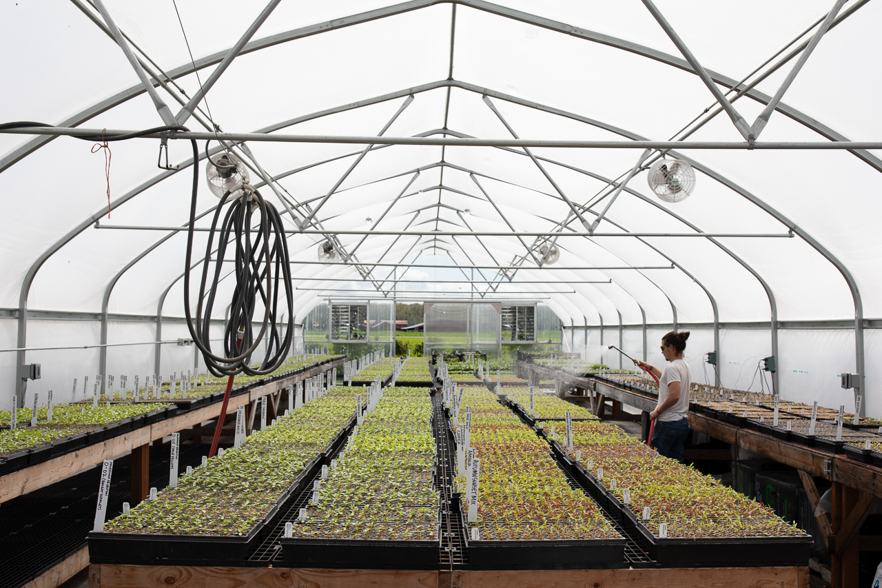 How to Grow Celosia - Floret Flowers