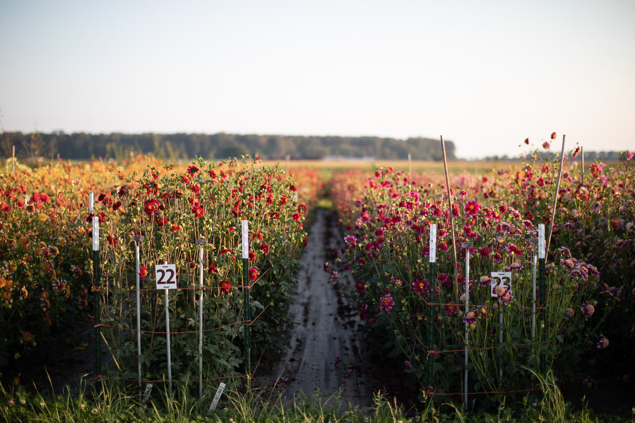 How to Grow Dahlias from Seed - Floret Flowers