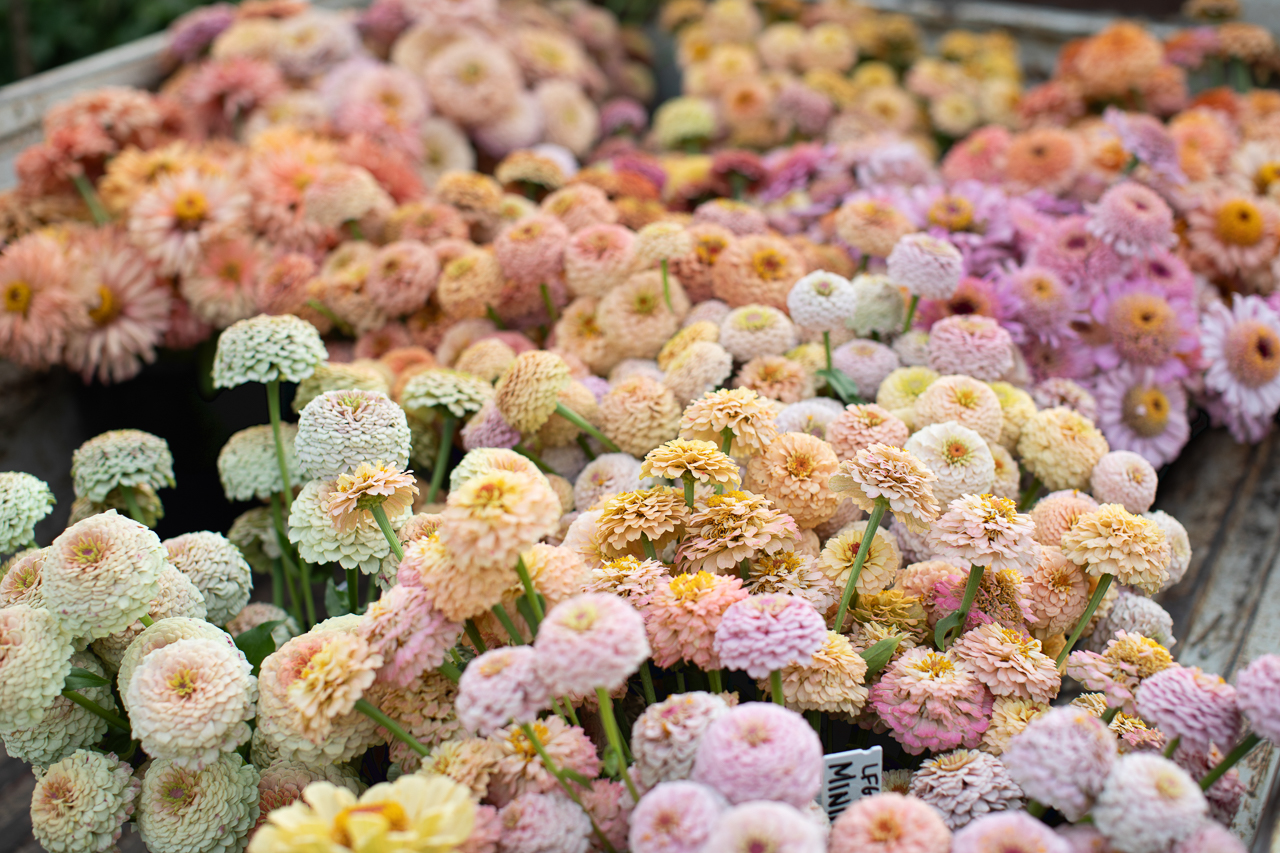 How to Grow Zinnias - Floret Flowers