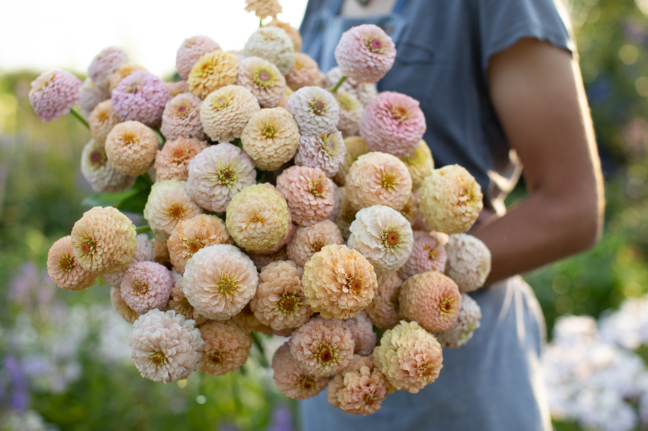 How to Grow Zinnias - Floret Flowers