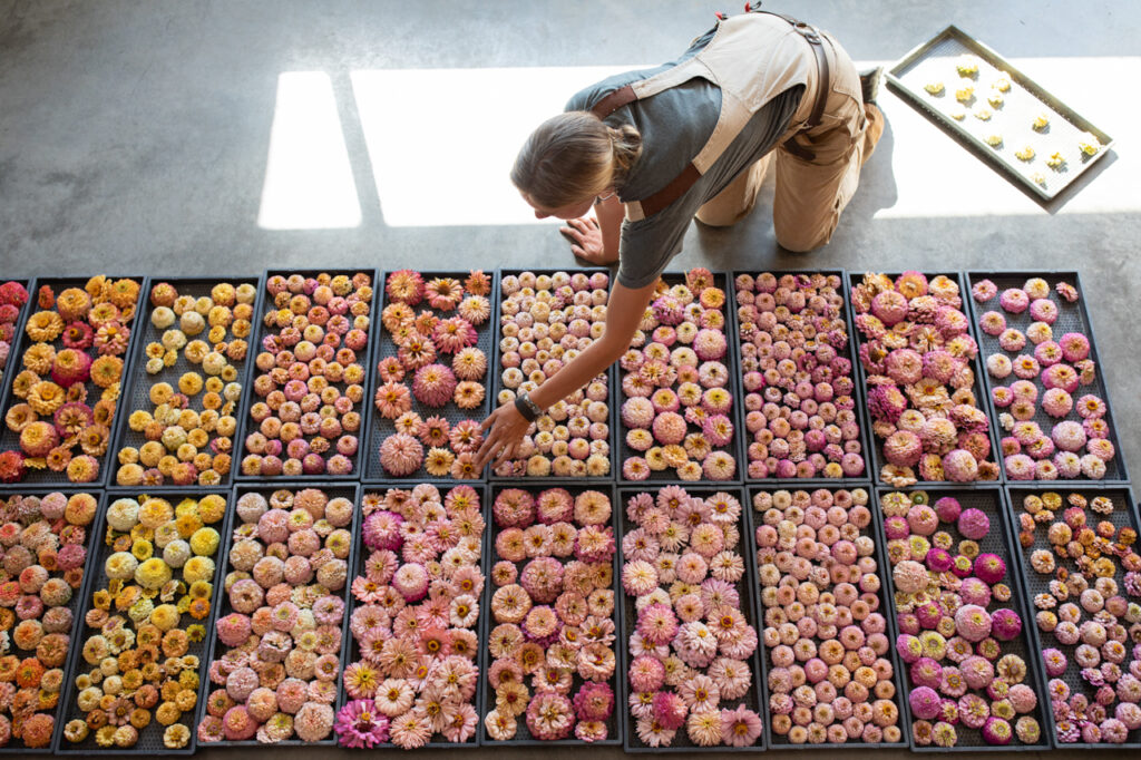 Floret Originals: Your Questions Answered - Floret Flowers