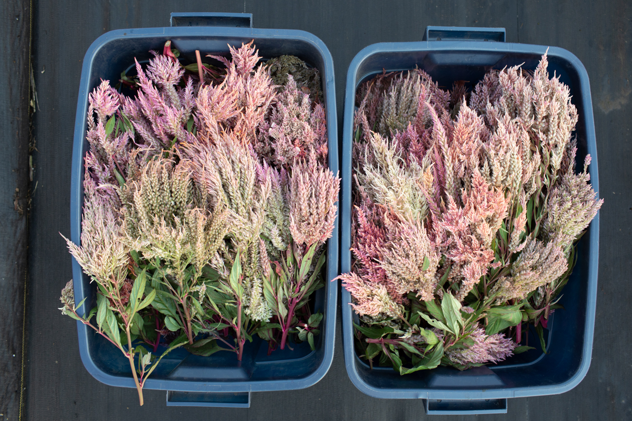 Floret Originals: Your Questions Answered - Floret Flowers