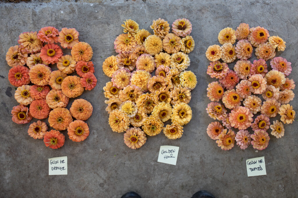 Floret Originals: Your Questions Answered - Floret Flowers