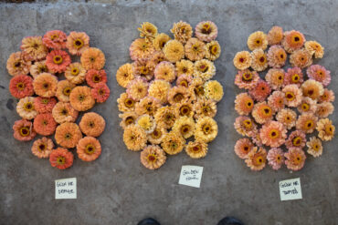 Floret Originals: Your Questions Answered - Floret Flowers
