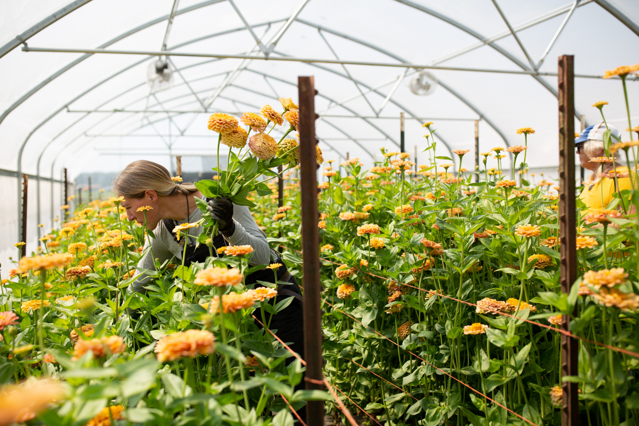 Floret Originals: Your Questions Answered - Floret Flowers
