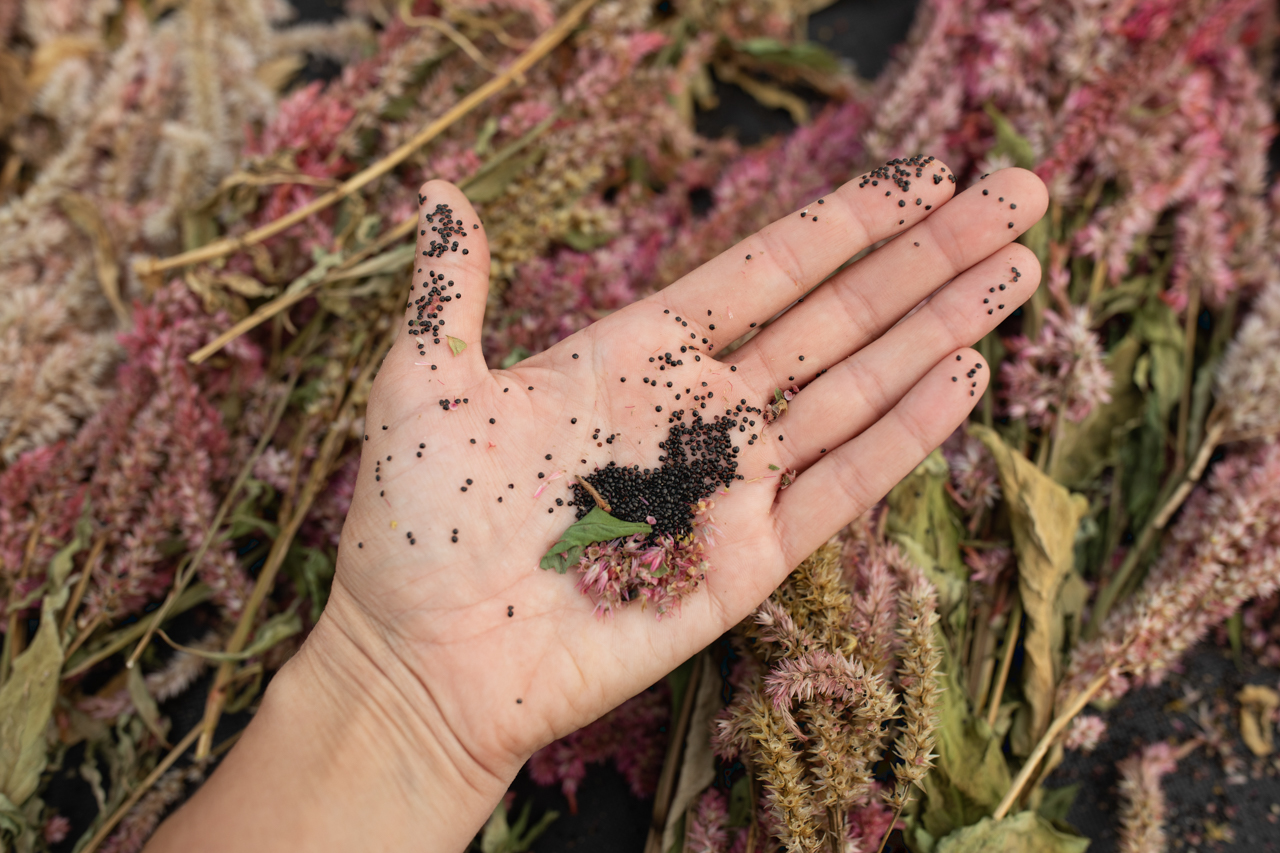 Floret Originals: Your Questions Answered - Floret Flowers