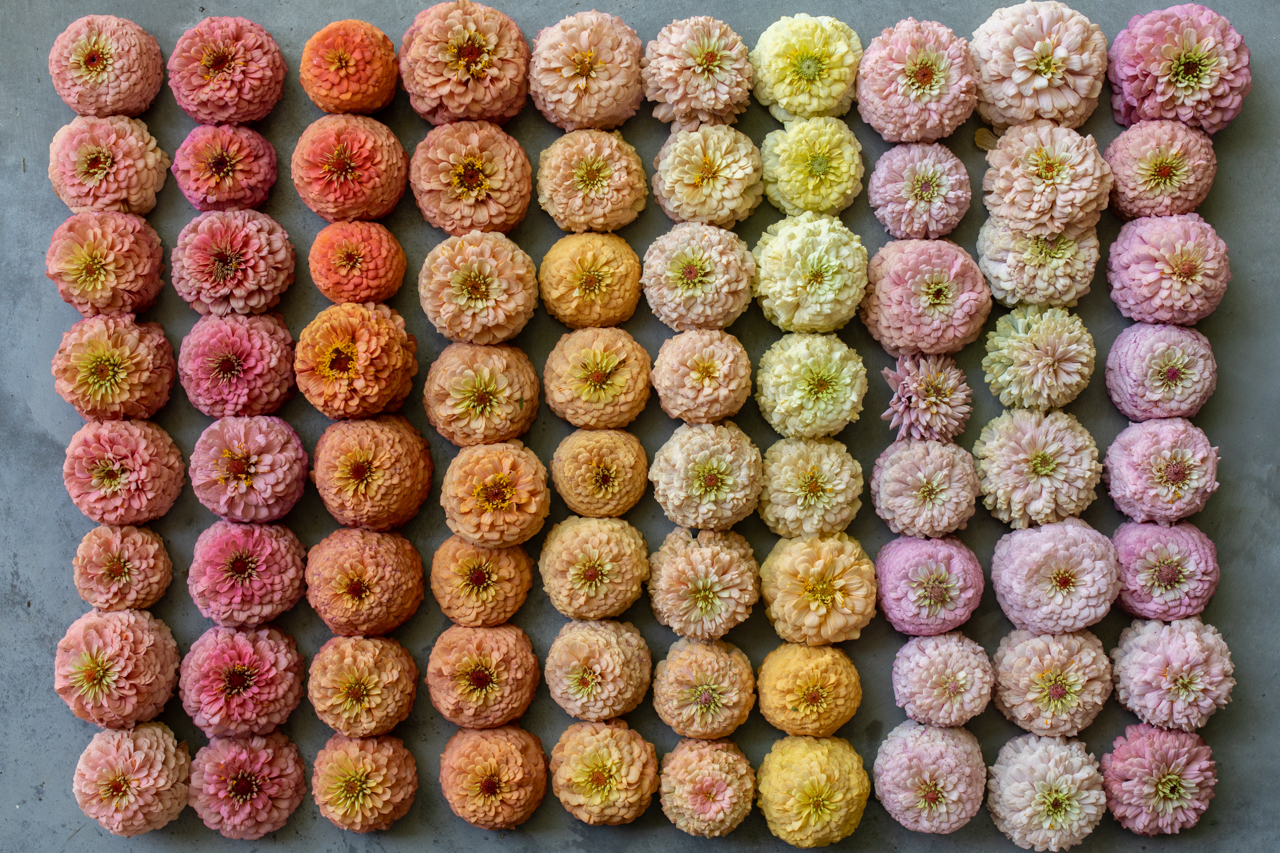 Floret Originals: Your Questions Answered - Floret Flowers