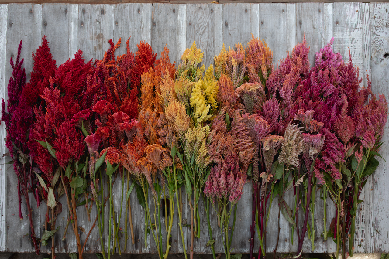 Meet the Floret Originals - Floret Flowers