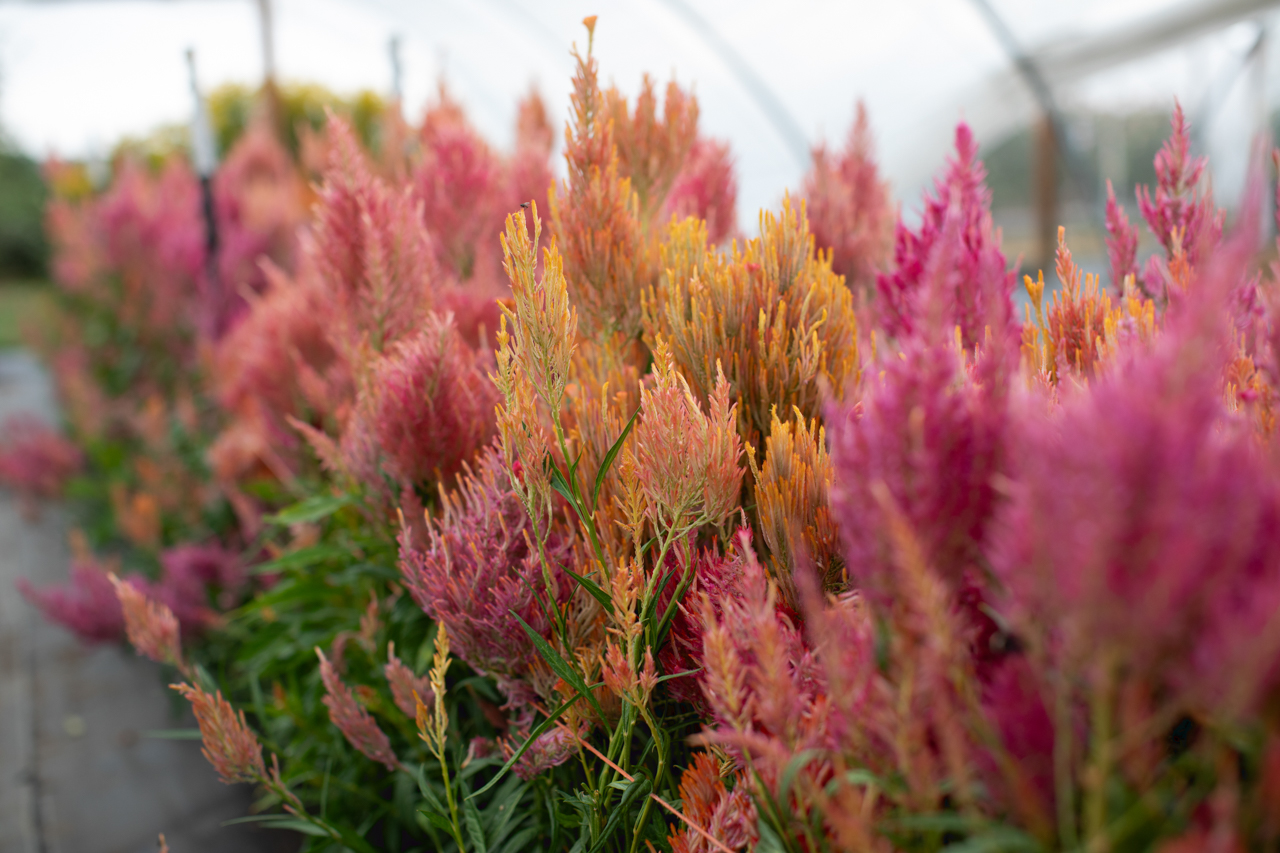 Meet the Floret Originals - Floret Flowers