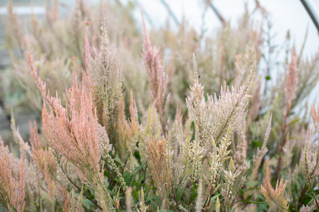 Meet the Floret Originals - Floret Flowers