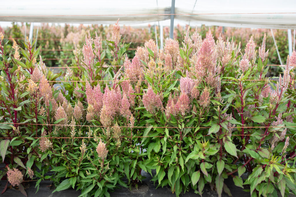 Meet the Floret Originals - Floret Flowers