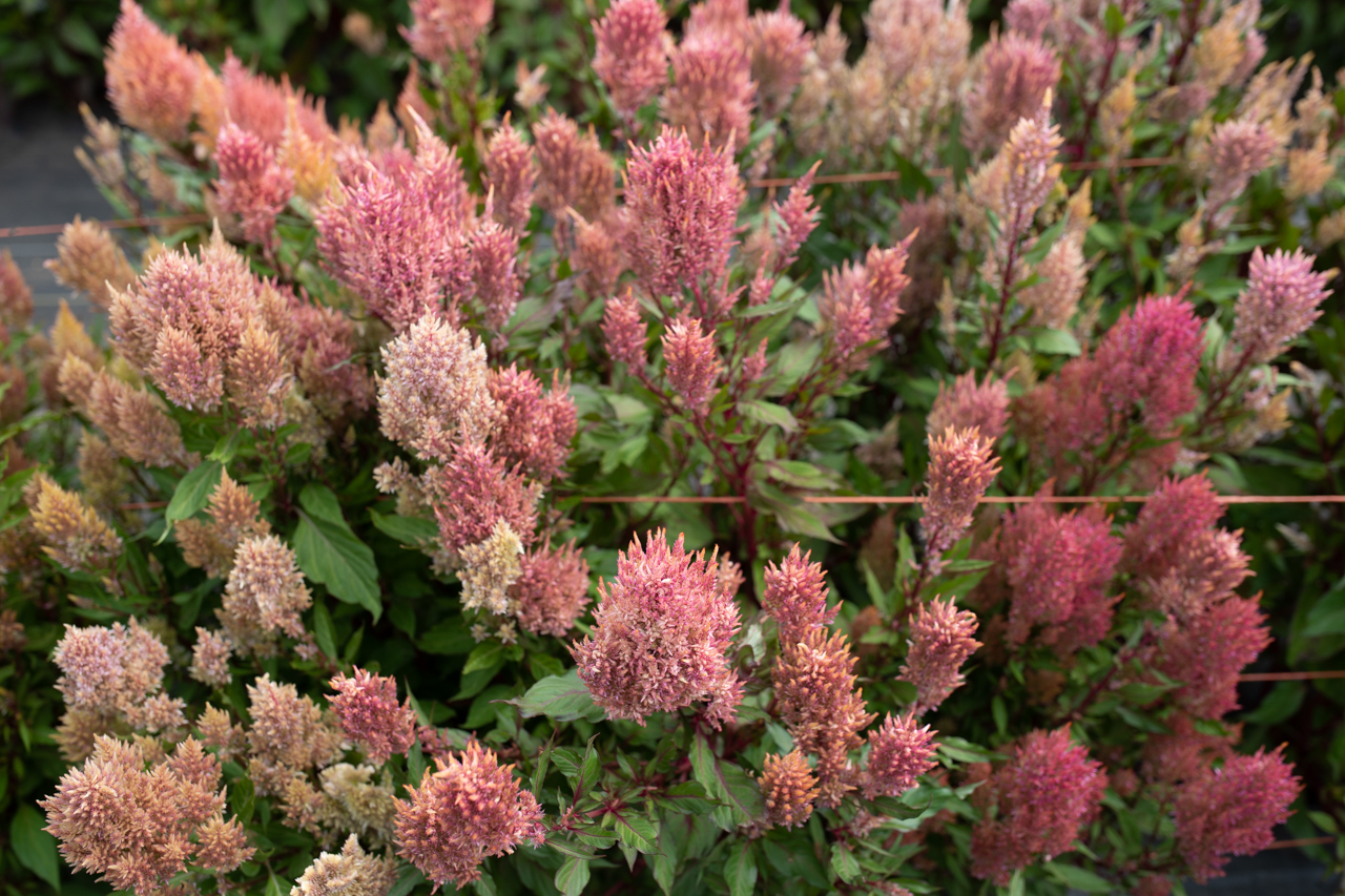 Meet the Floret Originals - Floret Flowers