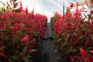 Meet the Floret Originals - Floret Flowers