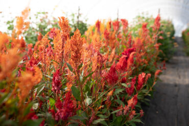 Meet the Floret Originals - Floret Flowers