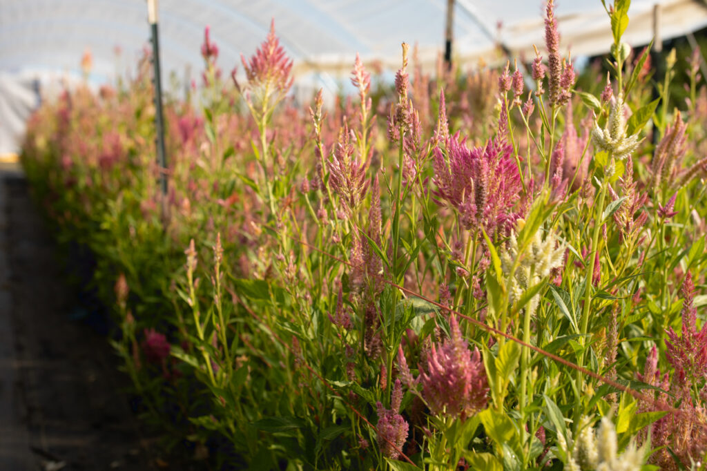 Meet the Floret Originals - Floret Flowers