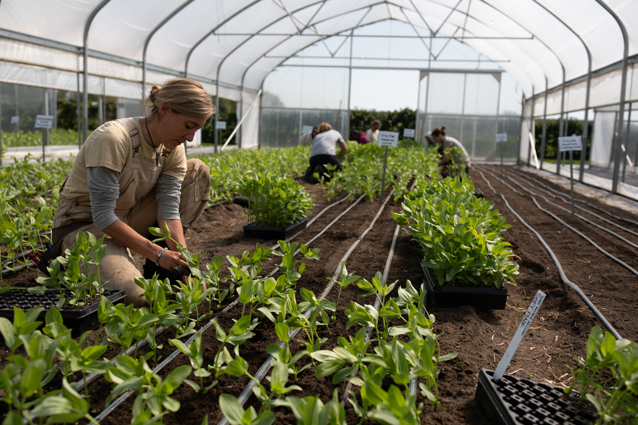 Floret Originals: Your Questions Answered - Floret Flowers