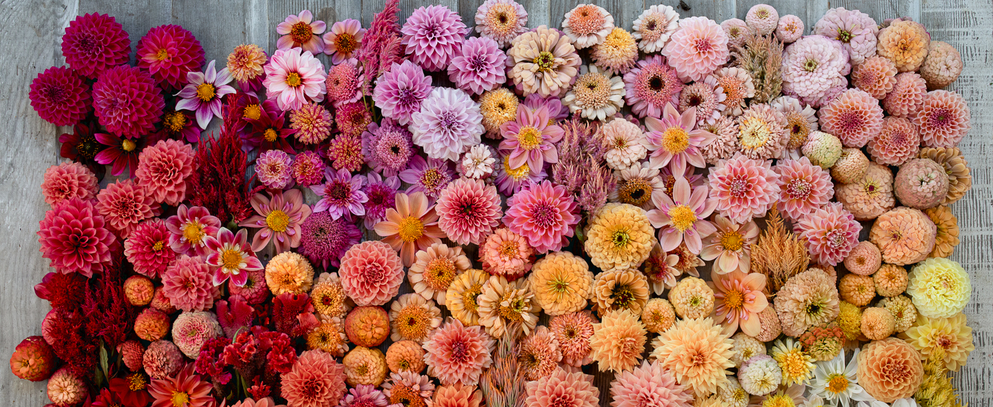 International Seed Shipping Update - Floret Flowers