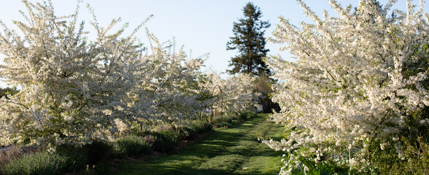 Crabapples: A Tree for All Seasons - Floret Flowers