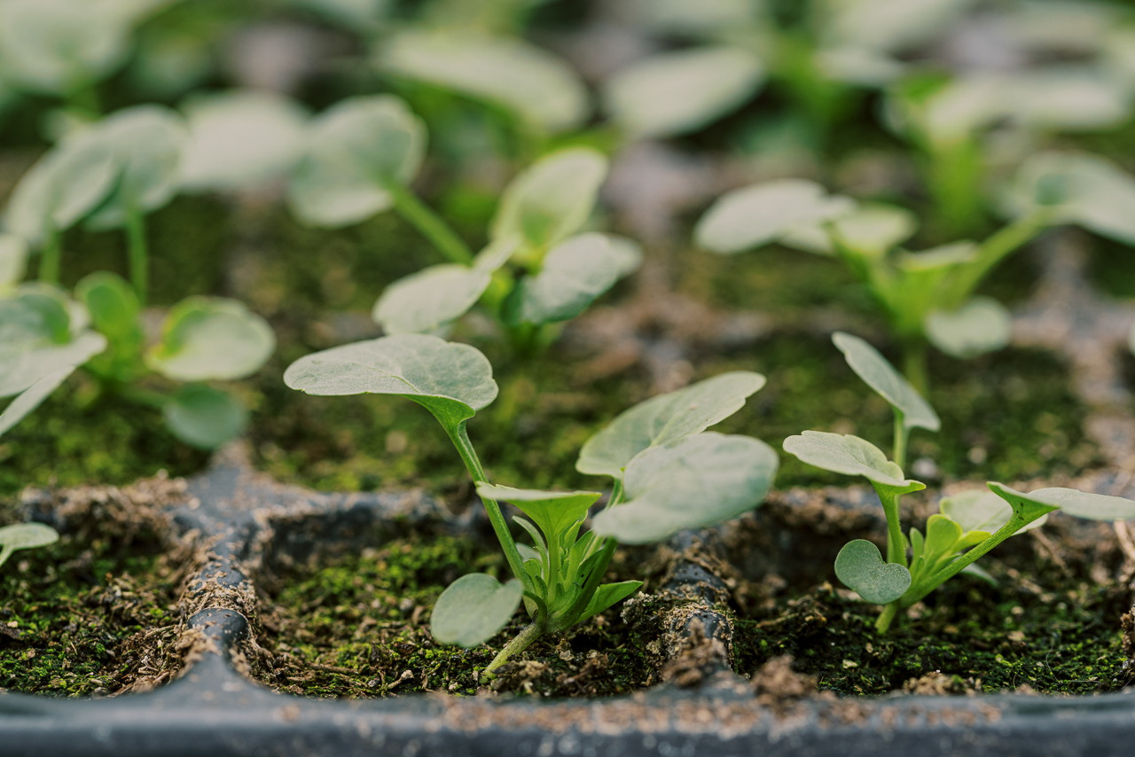 Author Interview: Brenna Estrada - Floret Flowers