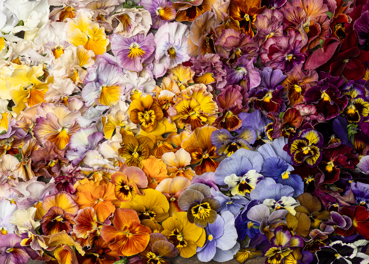 Author Interview: Brenna Estrada - Floret Flowers