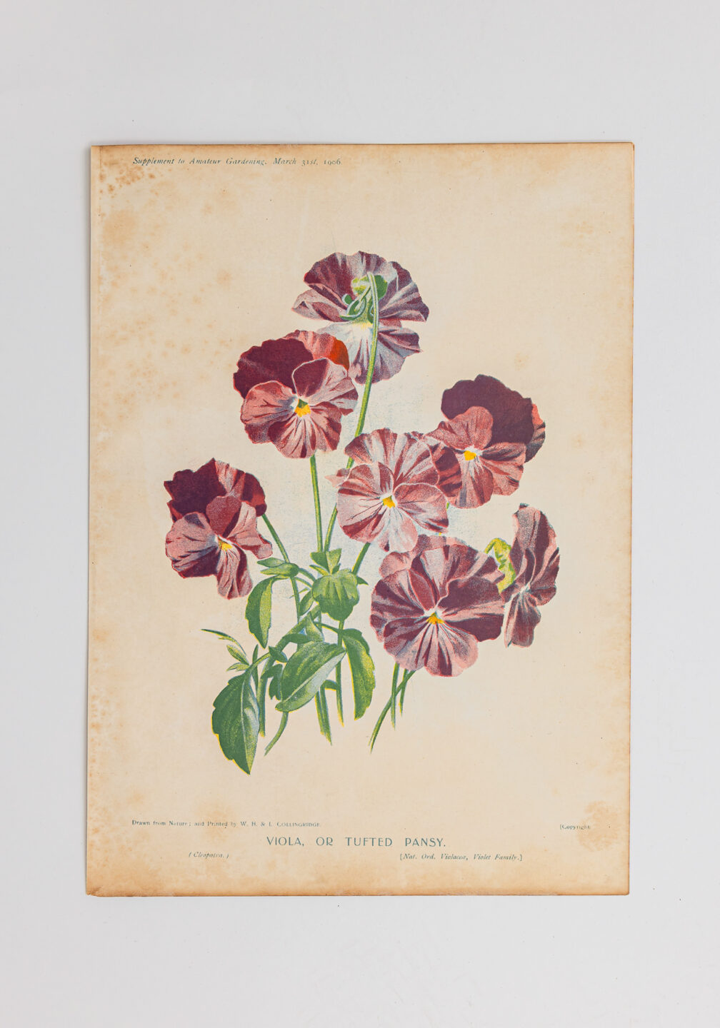 Author Interview: Brenna Estrada - Floret Flowers