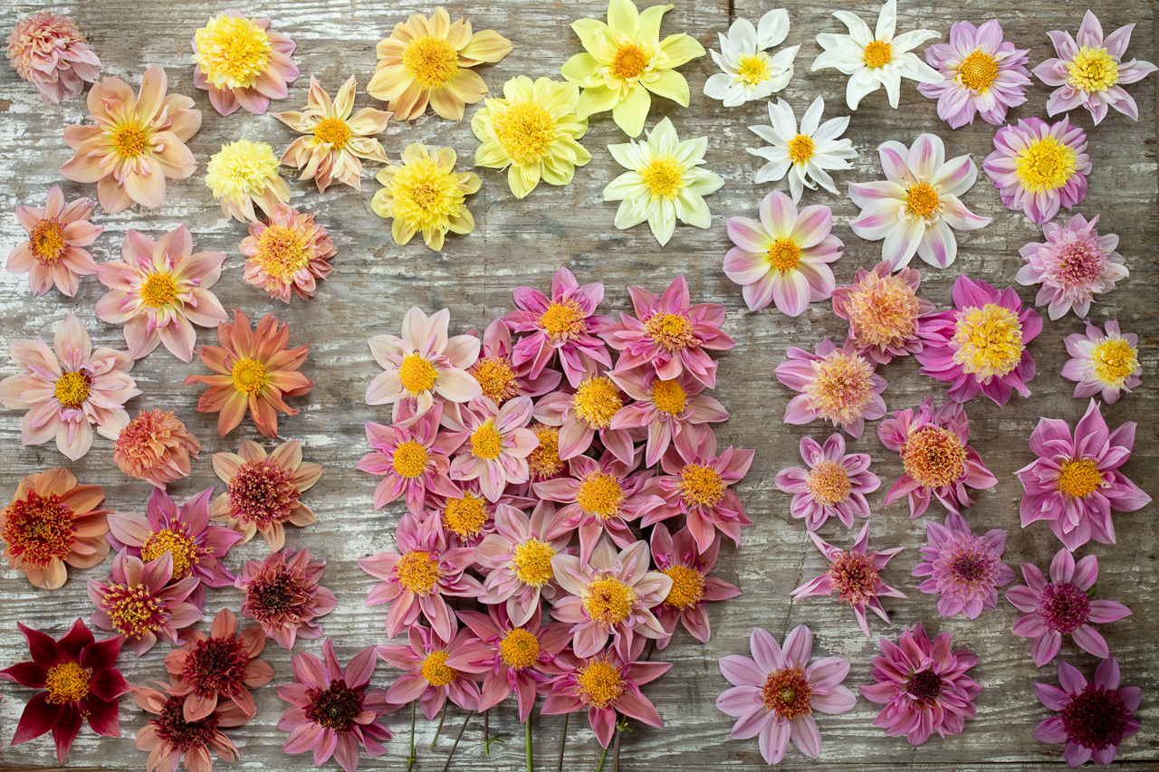 The Dahlia Experiment - Floret Flowers