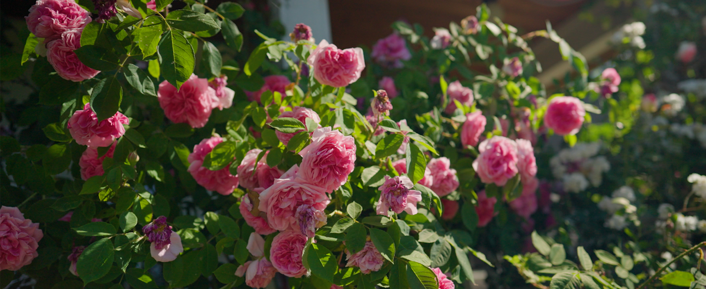 The Rose Ark: Our Journey to Preserve Heritage Roses - Floret Flowers