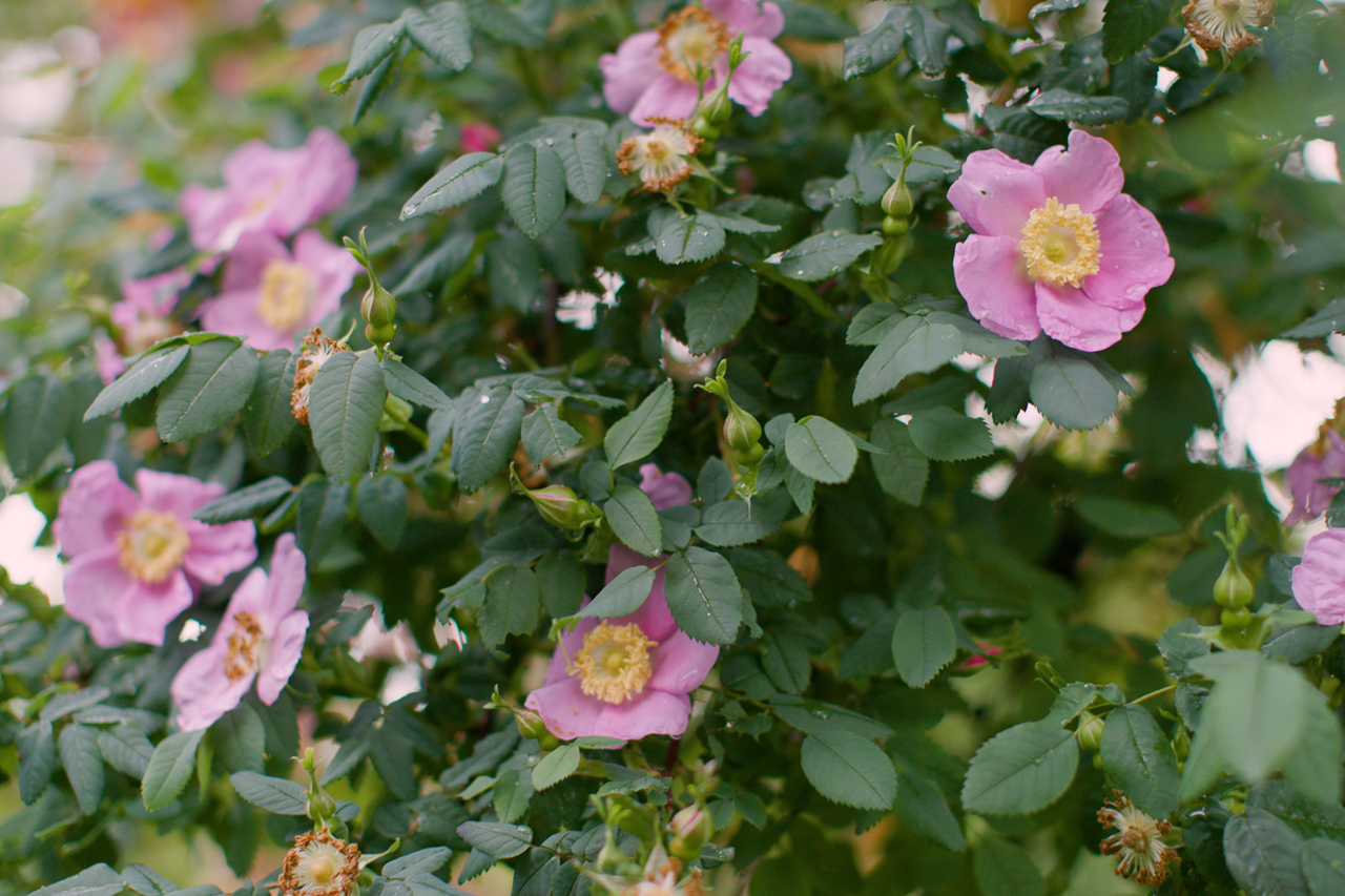 The Rose Ark: Our Journey to Preserve Heritage Roses - Floret Flowers