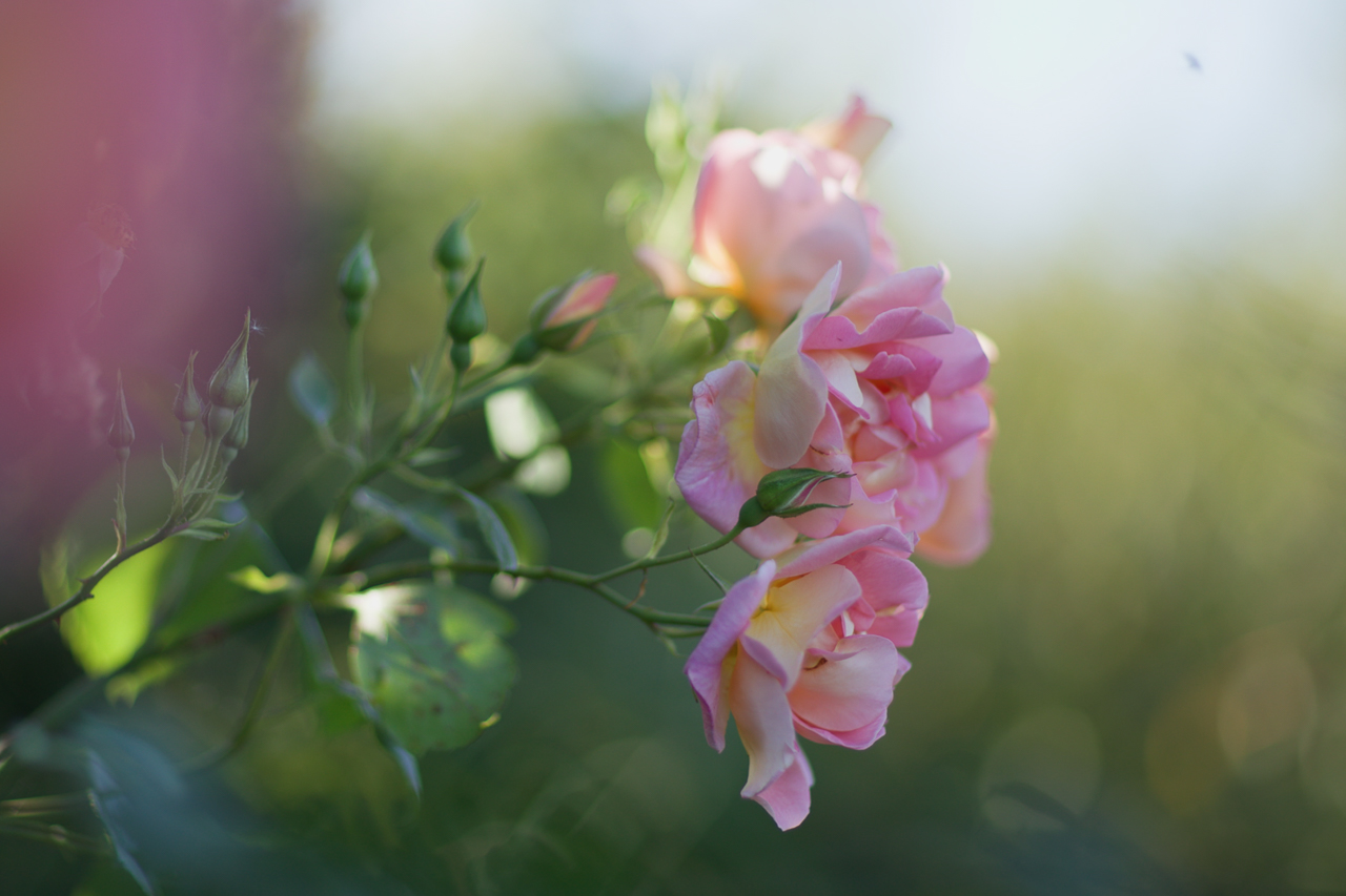 The Rose Ark: Our Journey to Preserve Heritage Roses - Floret Flowers