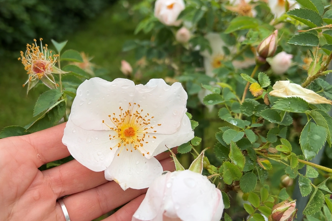 The Rose Ark: Our Journey to Preserve Heritage Roses - Floret Flowers